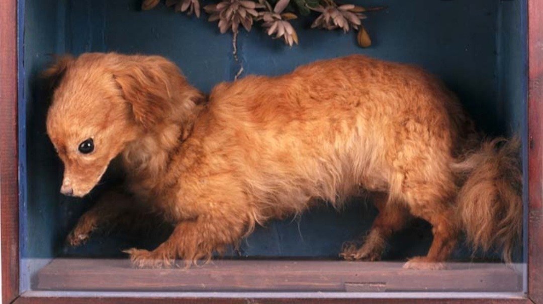 Petition · Bring Back The Turnspit Dog - United States · Change.org