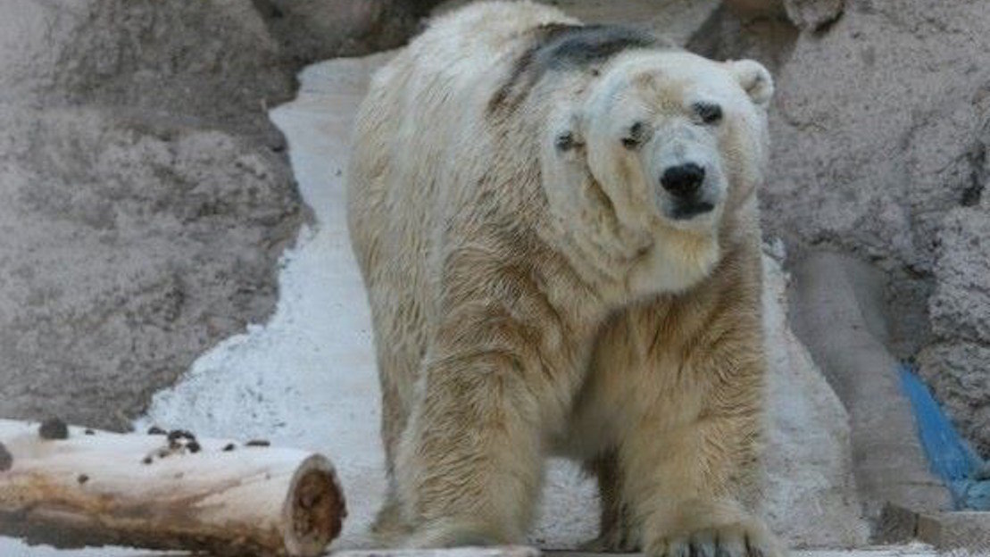 Petition · Free Polar Bears from Prague Zoo - United Kingdom · Change.org