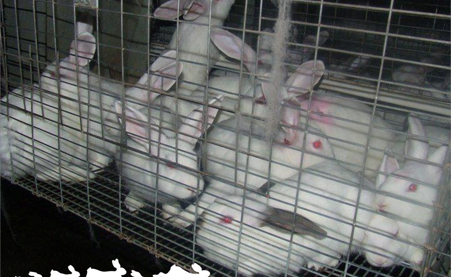 Petition · Stop Serving Rabbit Meat · Change.org