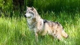 Petition · Stop the killing of wolves - United States · Change.org