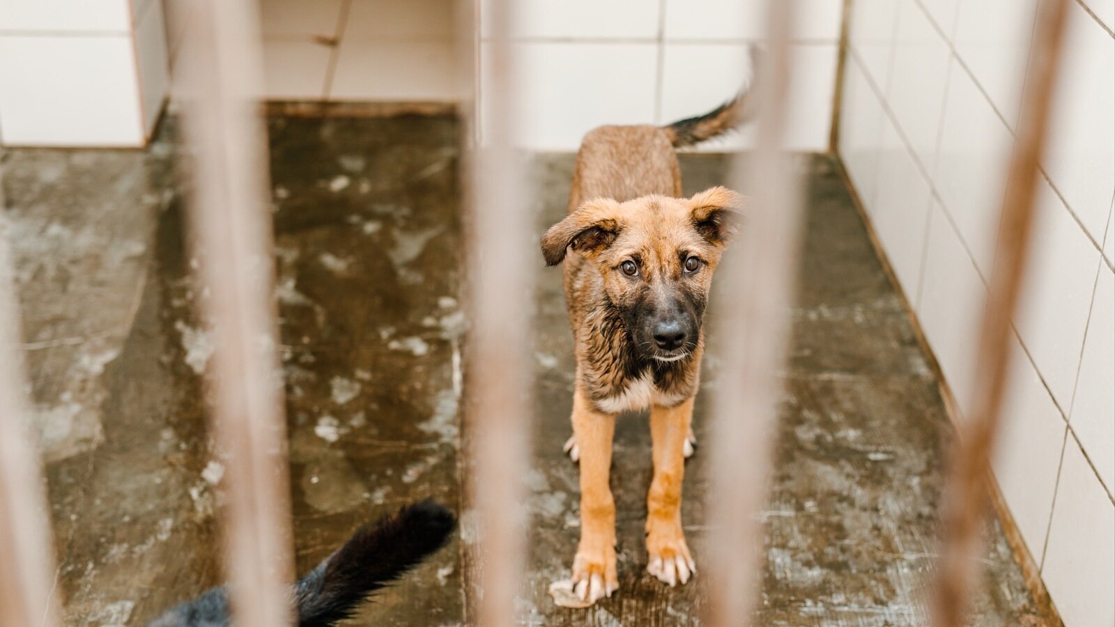 Petition · Outlaw euthanizing adoptable animals in IL shelters ...