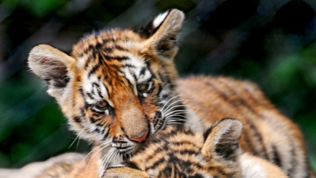 Petition · HELP, save the Siberian tigers before it is to late ...