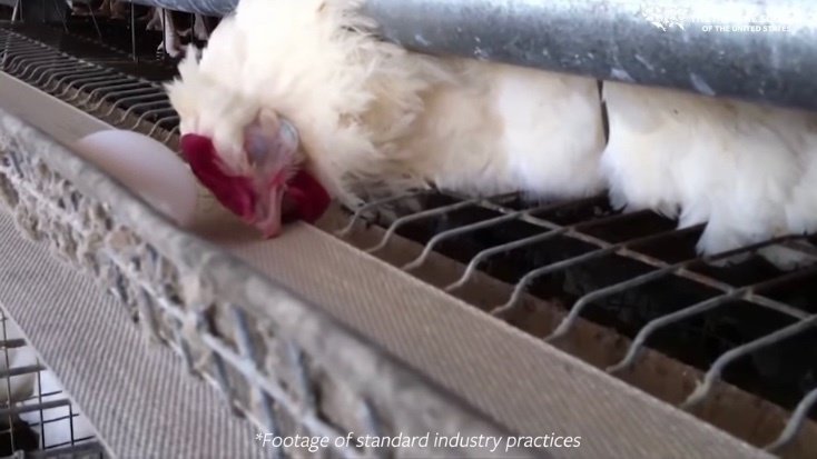 Petition · STOP FACTORY FARMING - United States · Change.org