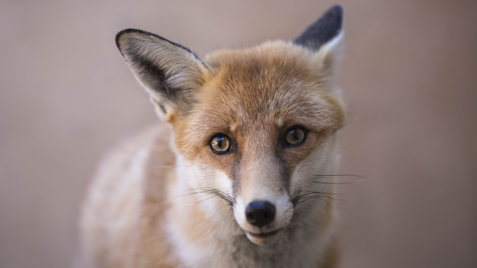 Petition · Hackney Council: Reconsider the cull of foxes in Clissold ...