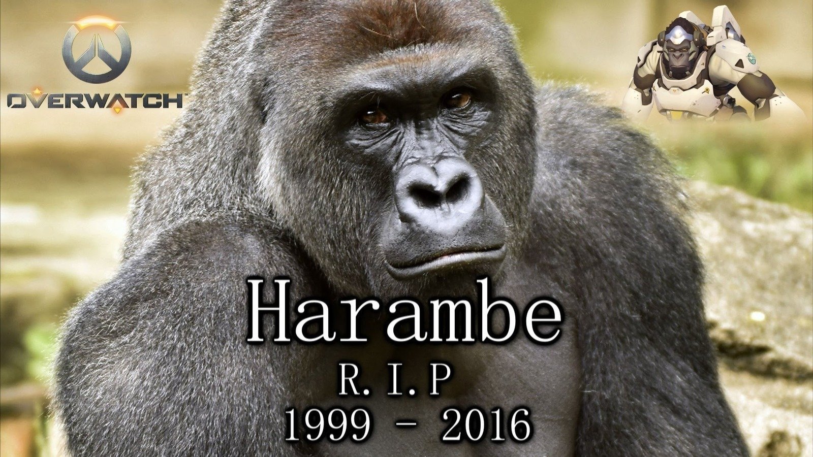 Petition · "Avenging Angel Harambe" Overwatch Winston Memorial Skin ...