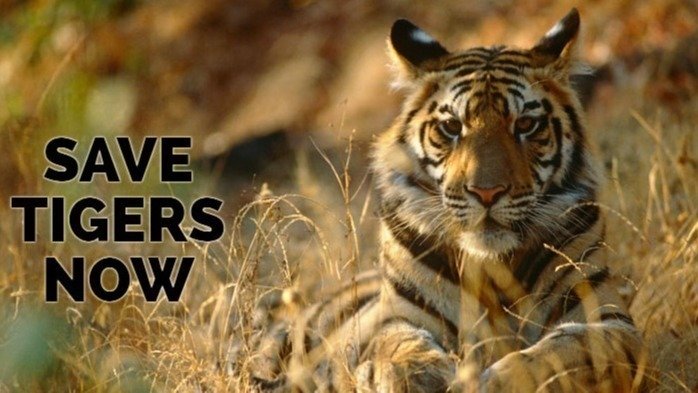 Petition · Species Of Tigers All Around The World Due To Hunters And ...
