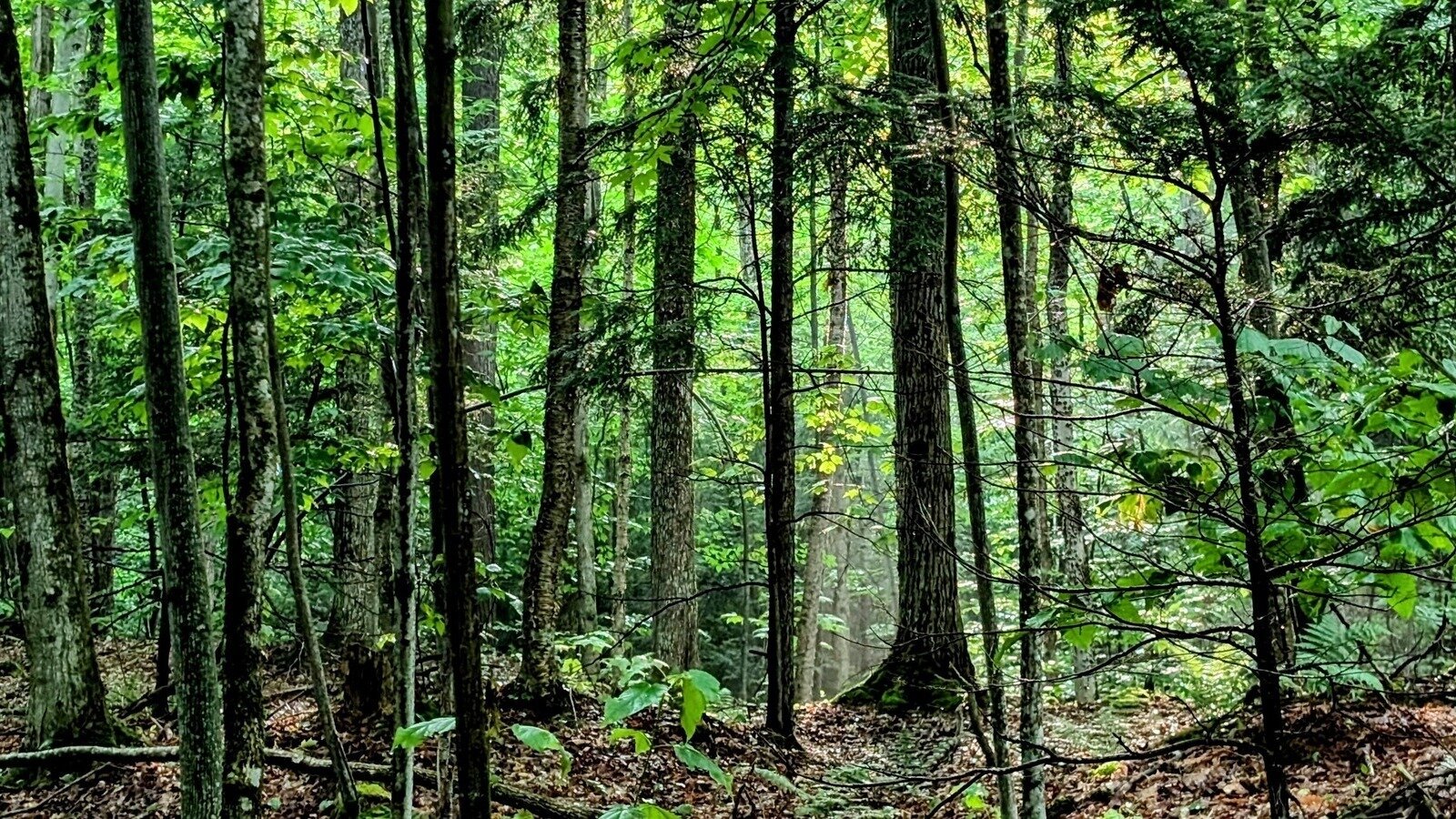 Pétition · Soutien au Comité citoyen du Parc du Boisé-Fabi - Sherbrooke ...