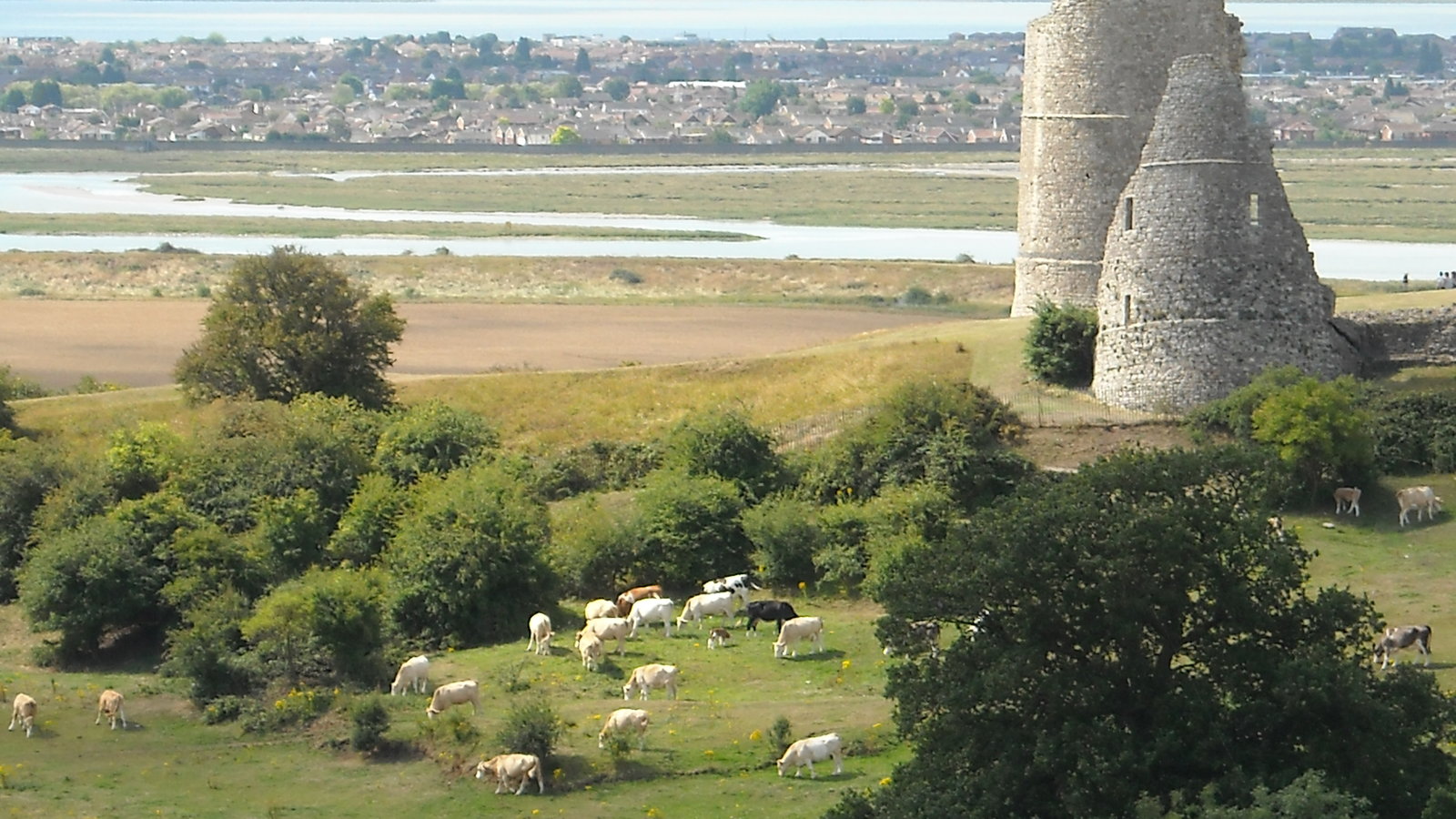 Petition · save the cows at the salvation army farm at hadleigh castle ...