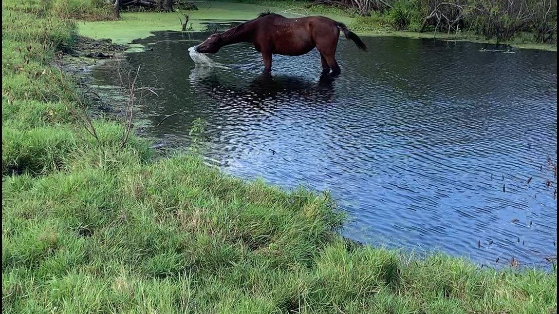 Petition · SAVE THIS LAND! Stop Allora Project 800 8th Ave SE, Largo ...