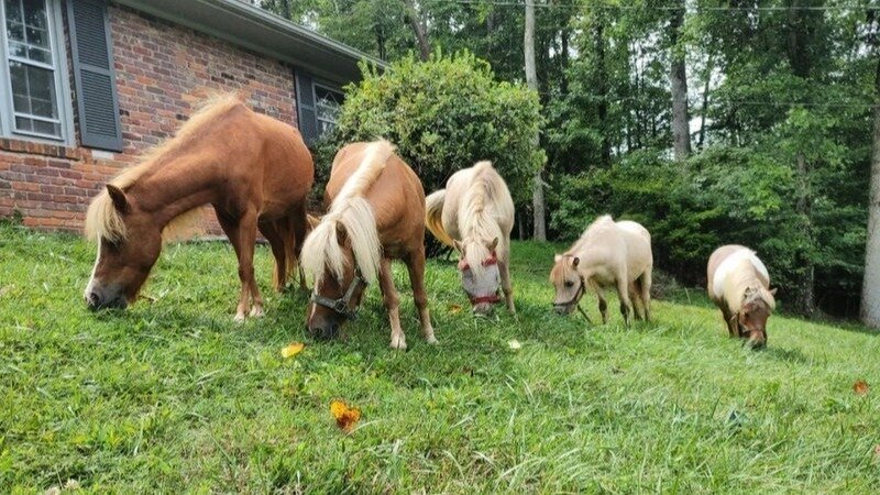Petition update · Nilla, Wafer, Nikki, & Tori · Change.org
