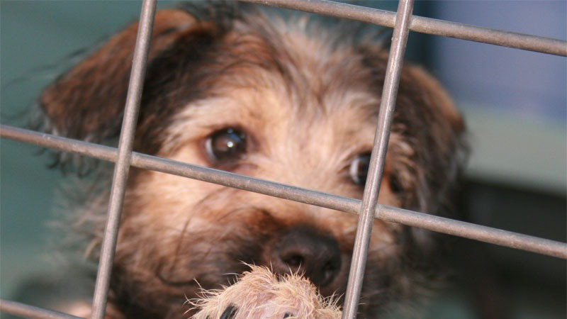 Petition · Support Shelter, Not Slaughter - United States · Change.org