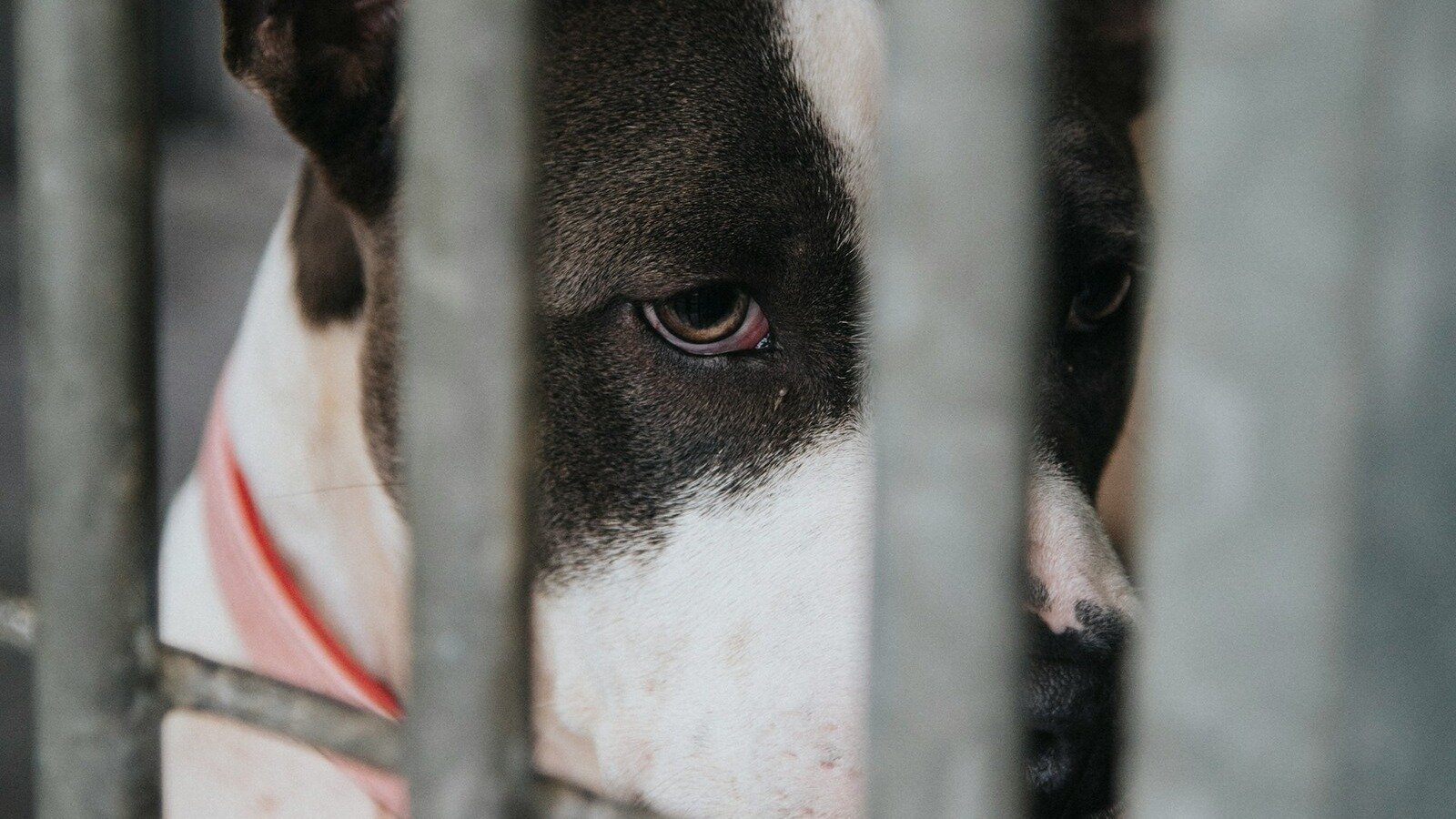 Petition · Justice for Pets Left Behind After ICE Arrests - United ...