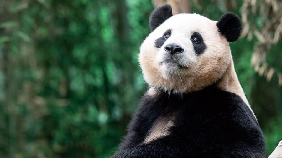 Petición · Prevent the Relocation of Panda Fubao from South Korea to ...