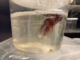 Petition · Stop the neglect of bettas in cups at stores - United States ...