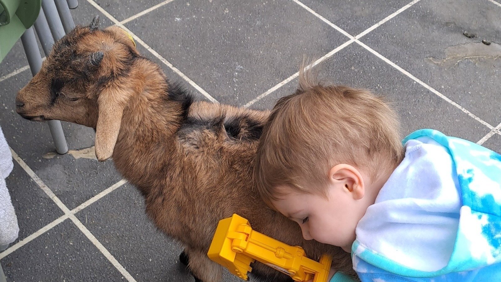 Petition · Save Our Child's Miniature Goat Lucy from Involuntary ...