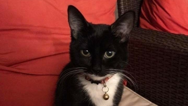 Petition · Cats need protection too - United Kingdom · Change.org