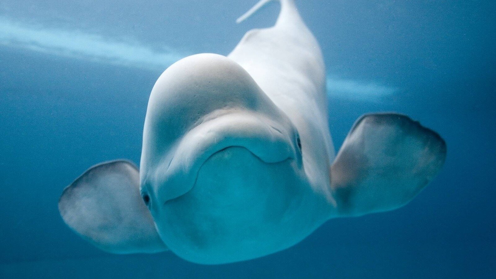 Petition · Shut down SeaWorld and Save the Animals - United States ...