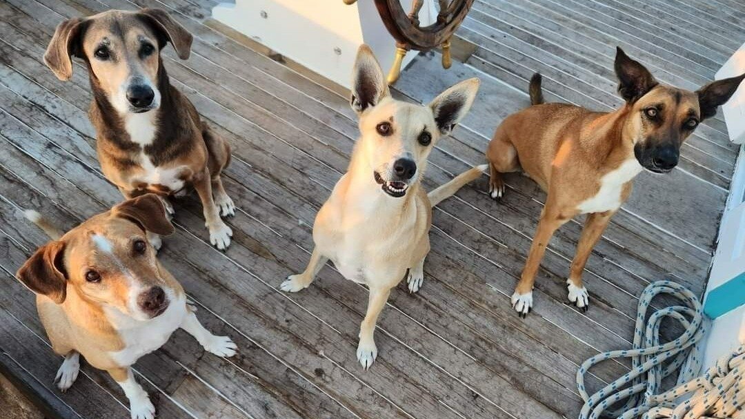 Petition · Save our Dogs from being banned from the Ship! - Grenada ...