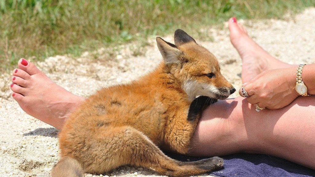 Petition · Make Red Foxes Legal In AZ - United States · Change.org