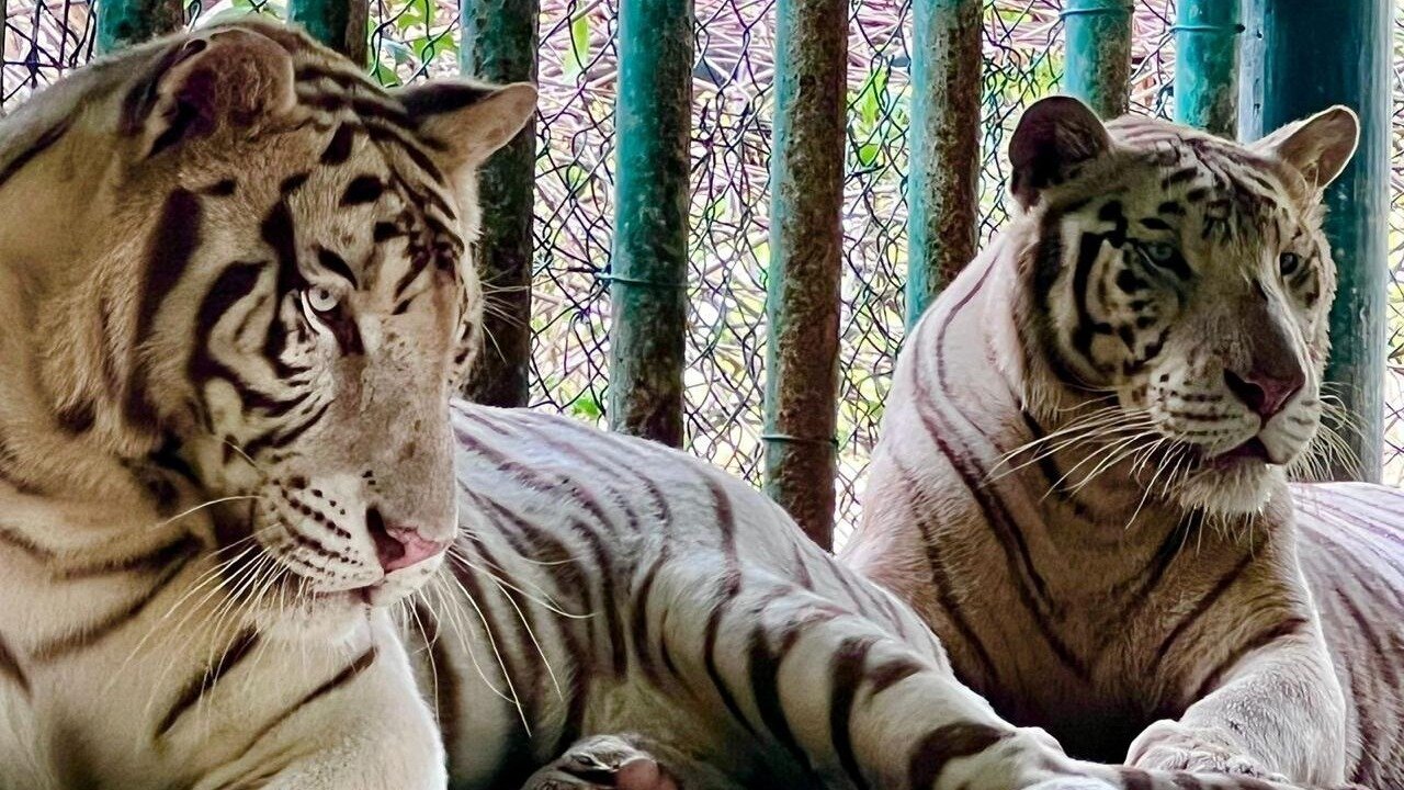 Petition · Urge Honduran Government to Save 5 Tigers/ Urge Gobierno de Honduras a Salvar los 5 ...