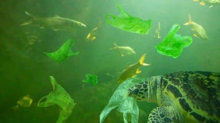 Petition · Ocean Pollution: Straws Hurt Jaws. - United States · Change.org