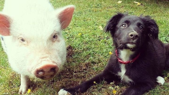 Petition · Pumba the mini pig stays in Delta - Delta, Canada · Change.org