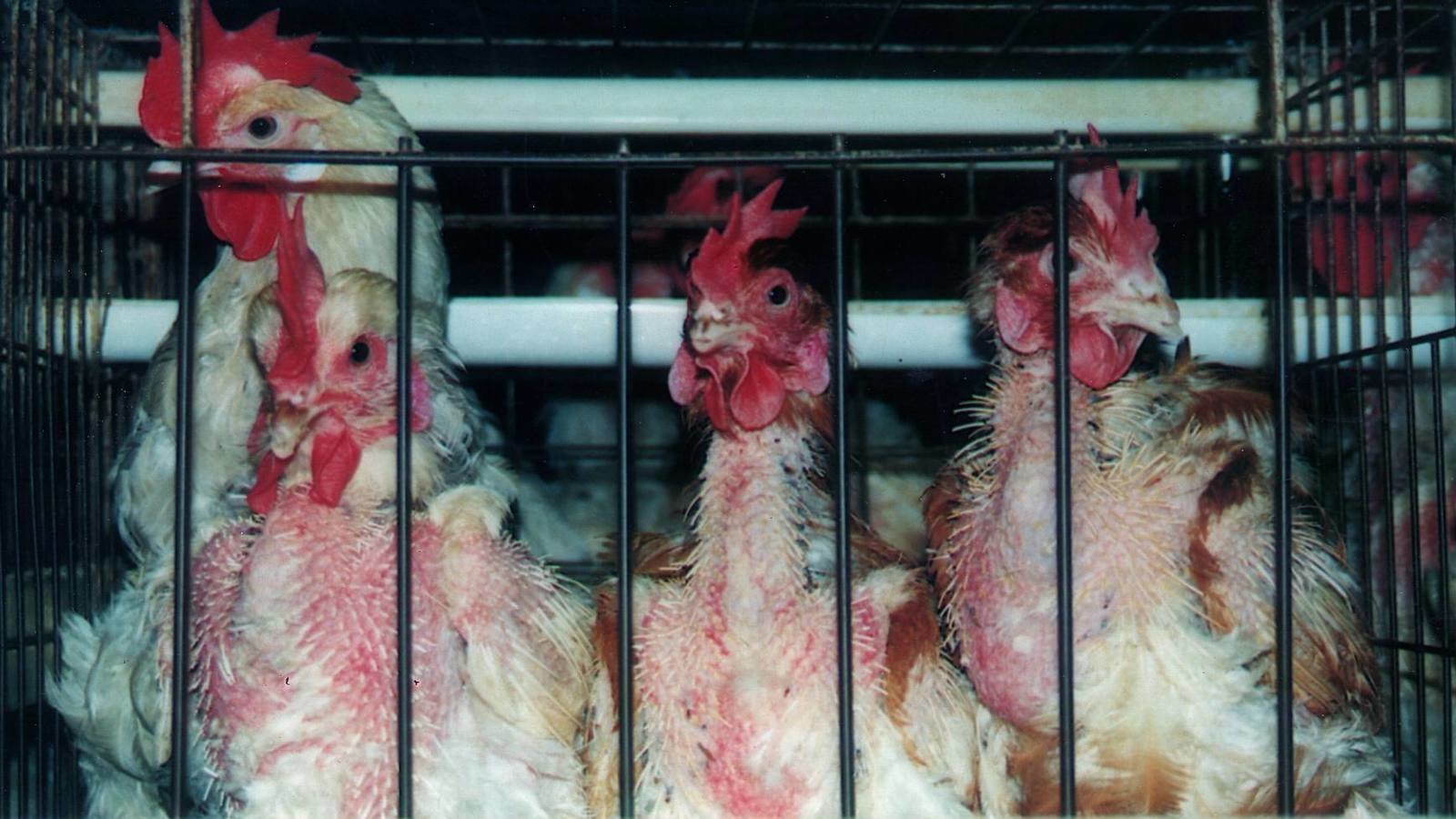 Petition · Stop Battery Hen Farming - Australia · Change.org