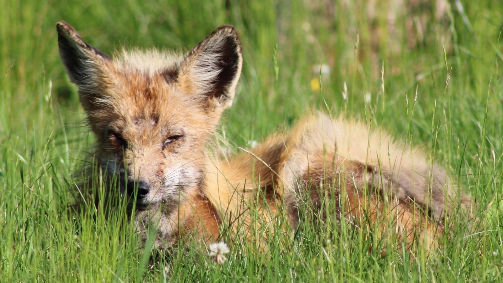 Petition · End the Trapping and Hunting of PEI Foxes - Canada · Change.org