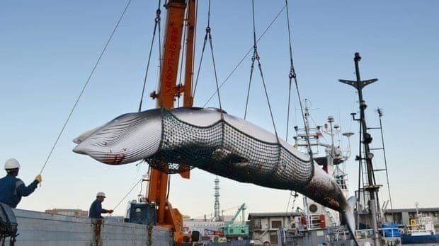 Petition · Stop Whaling! - United Kingdom · Change.org