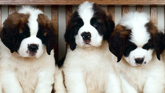 Petition · Regulation over breeding and treatment of Dogs - India ...