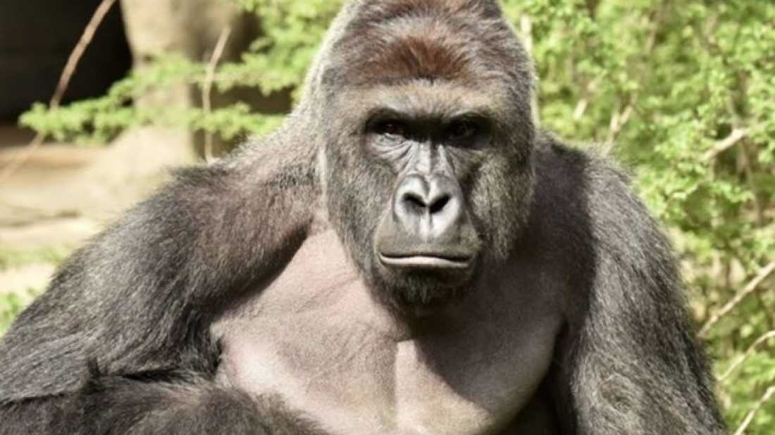 Petition · Justice for Harambe - United States · Change.org