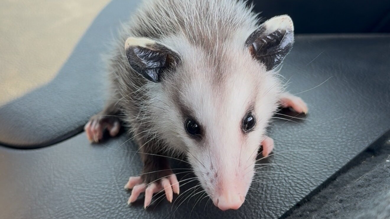 Petition update · Another animal abuser. · Change.org · Change.org