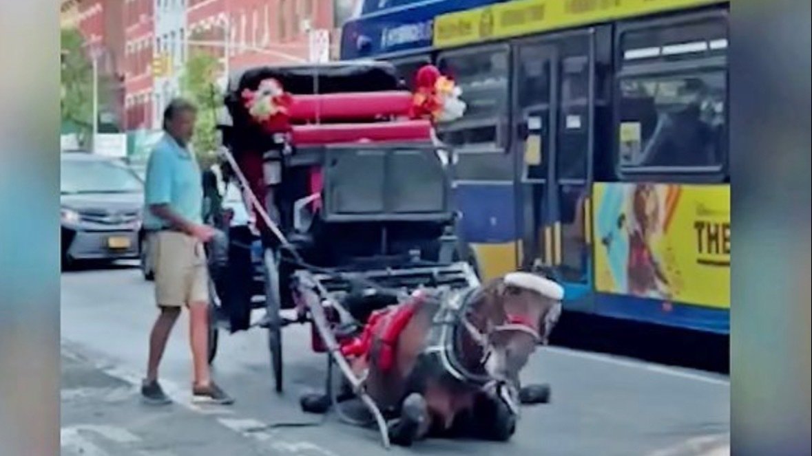 Petition · BAN HORSE CARRIAGE RIDES - United States · Change.org