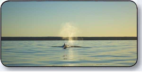 Petition · Halt the Salt! · Change.org