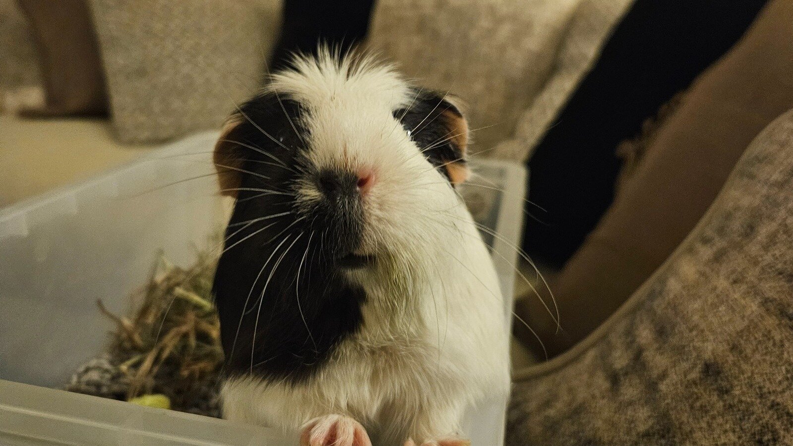 Petition · Stop Pets at Home selling animals - United Kingdom · Change.org