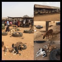 Petition · HELP RAISE AWARENESS ON DOG MEAT MARKETS IN AFRICA - Nigeria ...