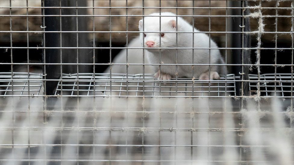Petition · Save The Floof - Make Fur Farms Illegal - United States ...