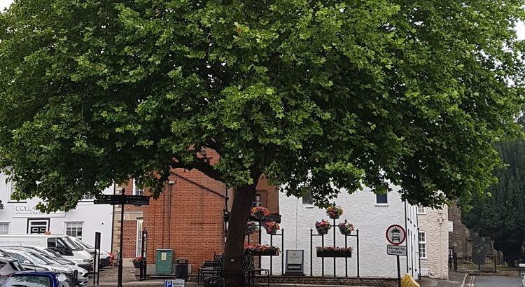 Petition · Highworth town council: Save Highworth's Podium Tree ...