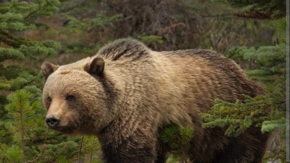 Petizione · Salviamo JJ4 - Italia · Change.org