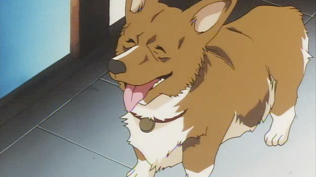 Petition · Cast a Pembroke Welsh Corgi as Ein in the Cowboy Bebop ...