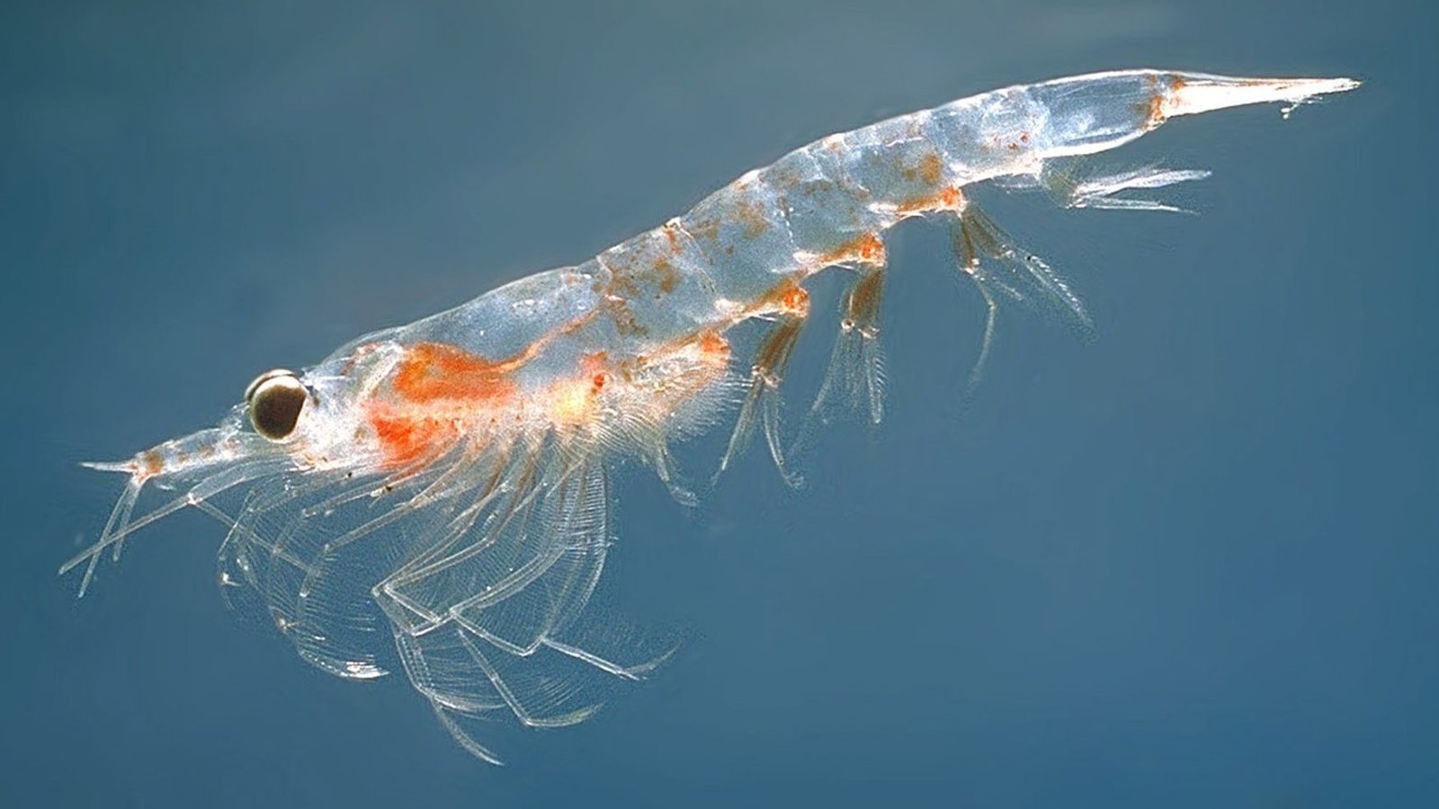 Petition · Make a krill emoji - United Kingdom · Change.org