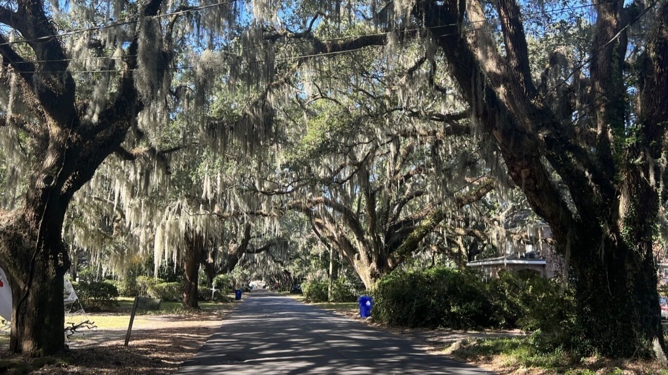Petition · Stop Proposed Amendment Changes that Protect Grand Trees ... Petition · Stop Proposed Amendment Changes that Protect Grand Trees ...