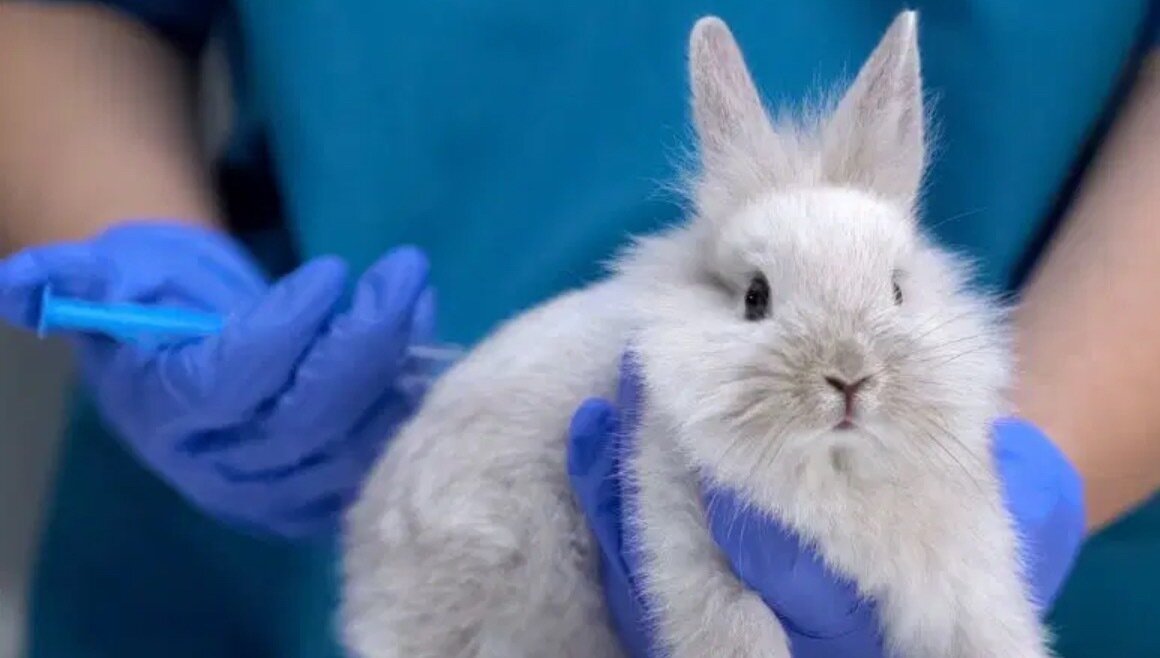 Petition · Reduce Animal Testing for a Cruelty-Free Massachusetts ...