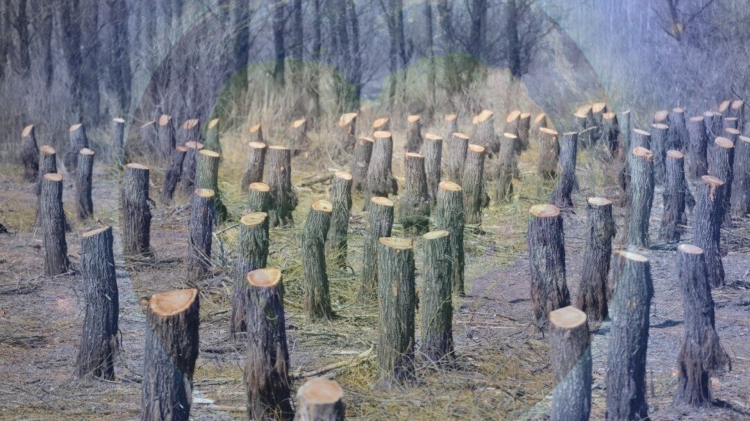 Petition · NO TO ILLEGAL LOGGING - Philippines · Change.org