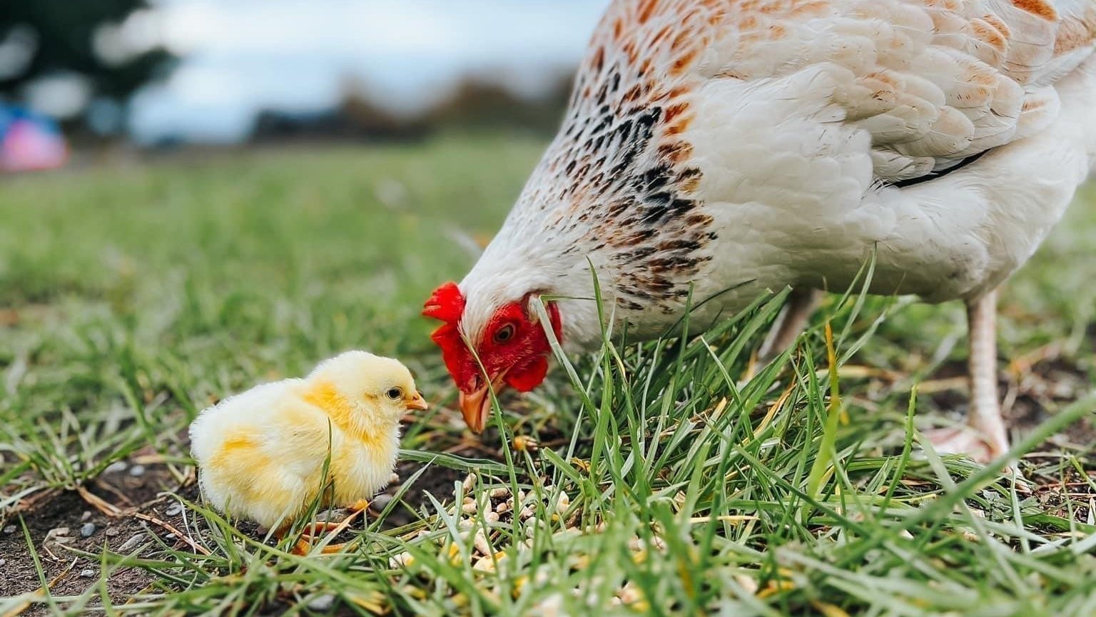 Petition · Petition for the approval of backyard chickens in Farmington ...