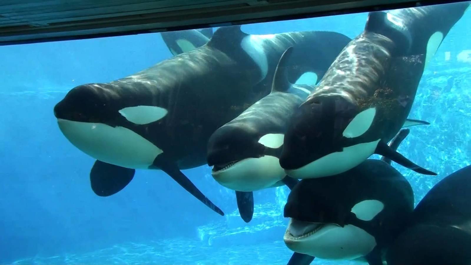 Petition · Seaworld to end the deal they have with Loro Parque and take ...