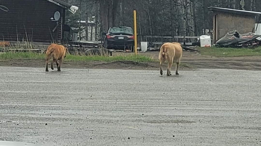 Petition · Remove the dogs - Canada · Change.org