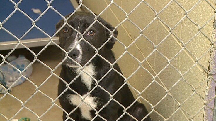 Petition · Tennessee: Expand Foster Support and Emergency Funding for ...