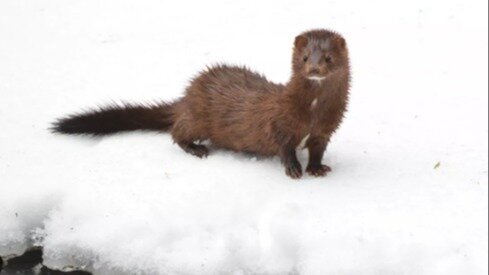 Petition · Mink are AMAZING in every type of ways! - United States ...