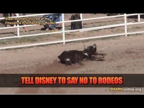 Petition · Tell the Walt Disney to Stop Promoting Rodeo Animal Abuse ...